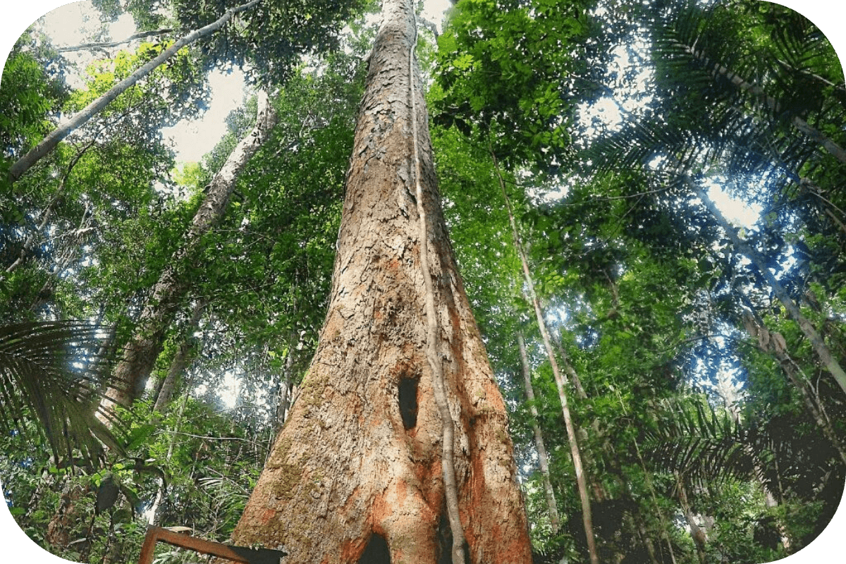 Angelim Vermelho – Madeiforte – Madeireira em Leme/SP